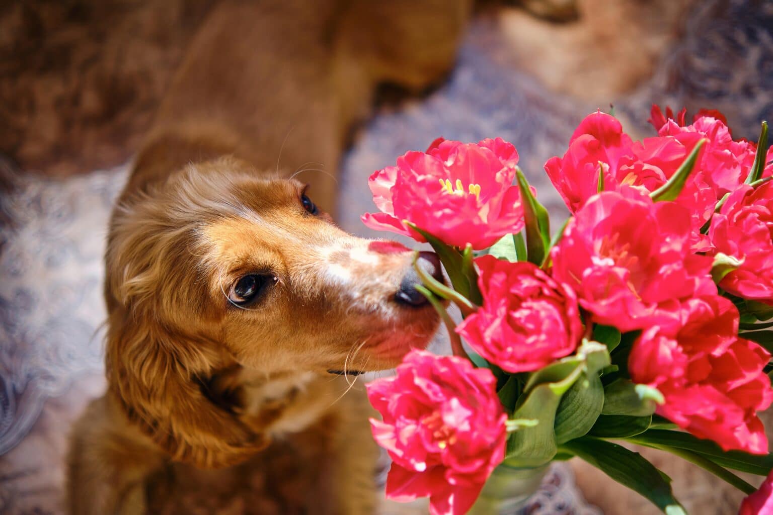 12 Amazing Facts About Why Dogs Sense Danger Before Humans - iHeartDogs.com