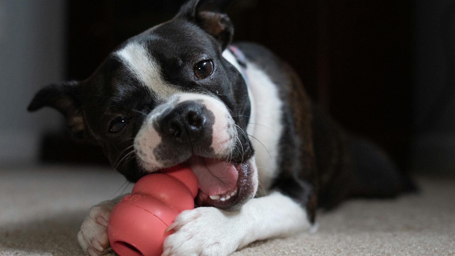 15 Easy Tricks To Keep Your Dog Entertained Indoors