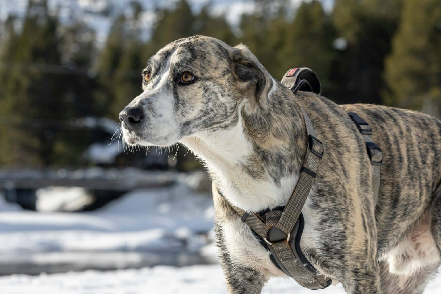 13 Fascinating Things Dogs Do That Show Their Incredible Instincts ...