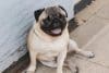 23 Dog Breeds with Human-Like Traits You Won’t Believe - iHeartDogs.com