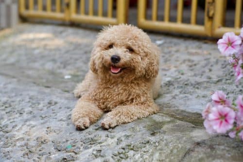 17 Most Searched For Dog Breeds On Google - iHeartDogs.com