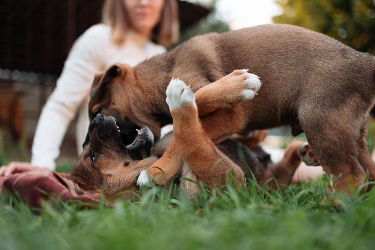 10 Clever Tricks To Tire Out Even The Most Energetic Dogs - iHeartDogs.com