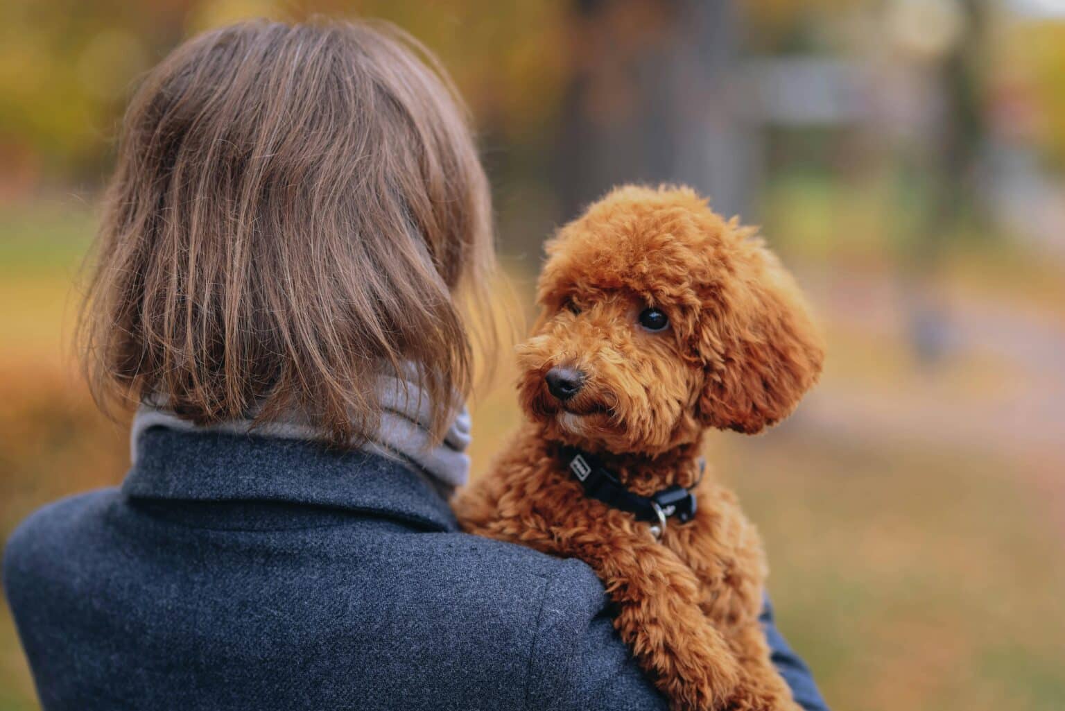 25 Dog Breeds Who Thrive On Human Interaction - iHeartDogs.com