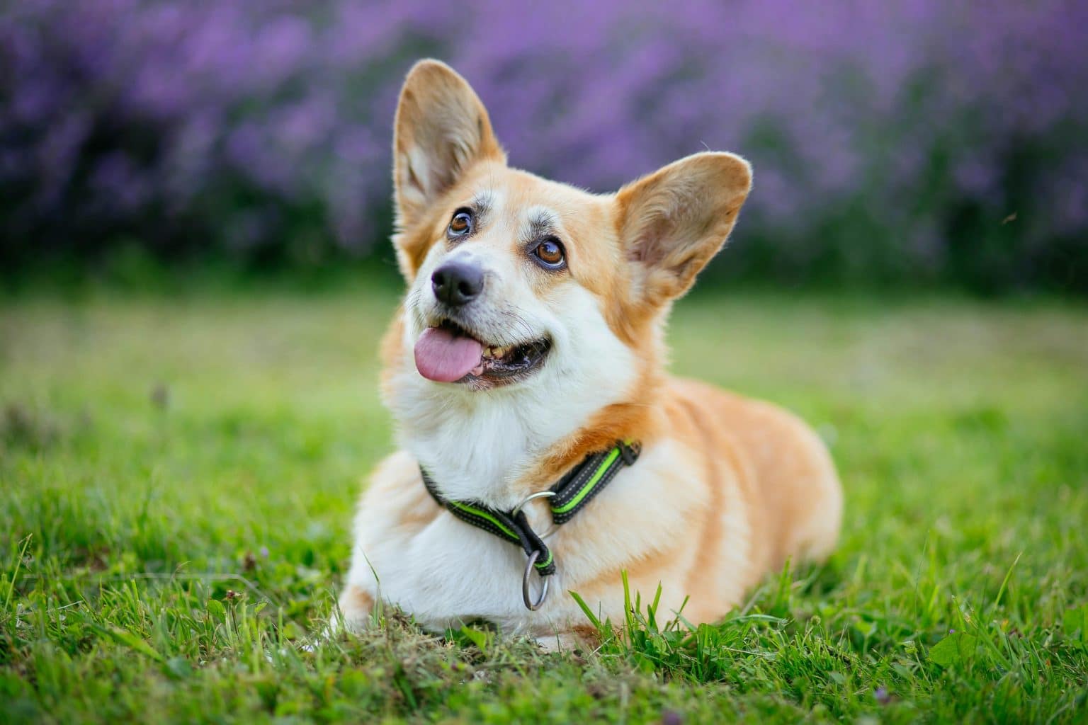 13 Fascinating Things Dogs Do That Show Their Incredible Instincts ...