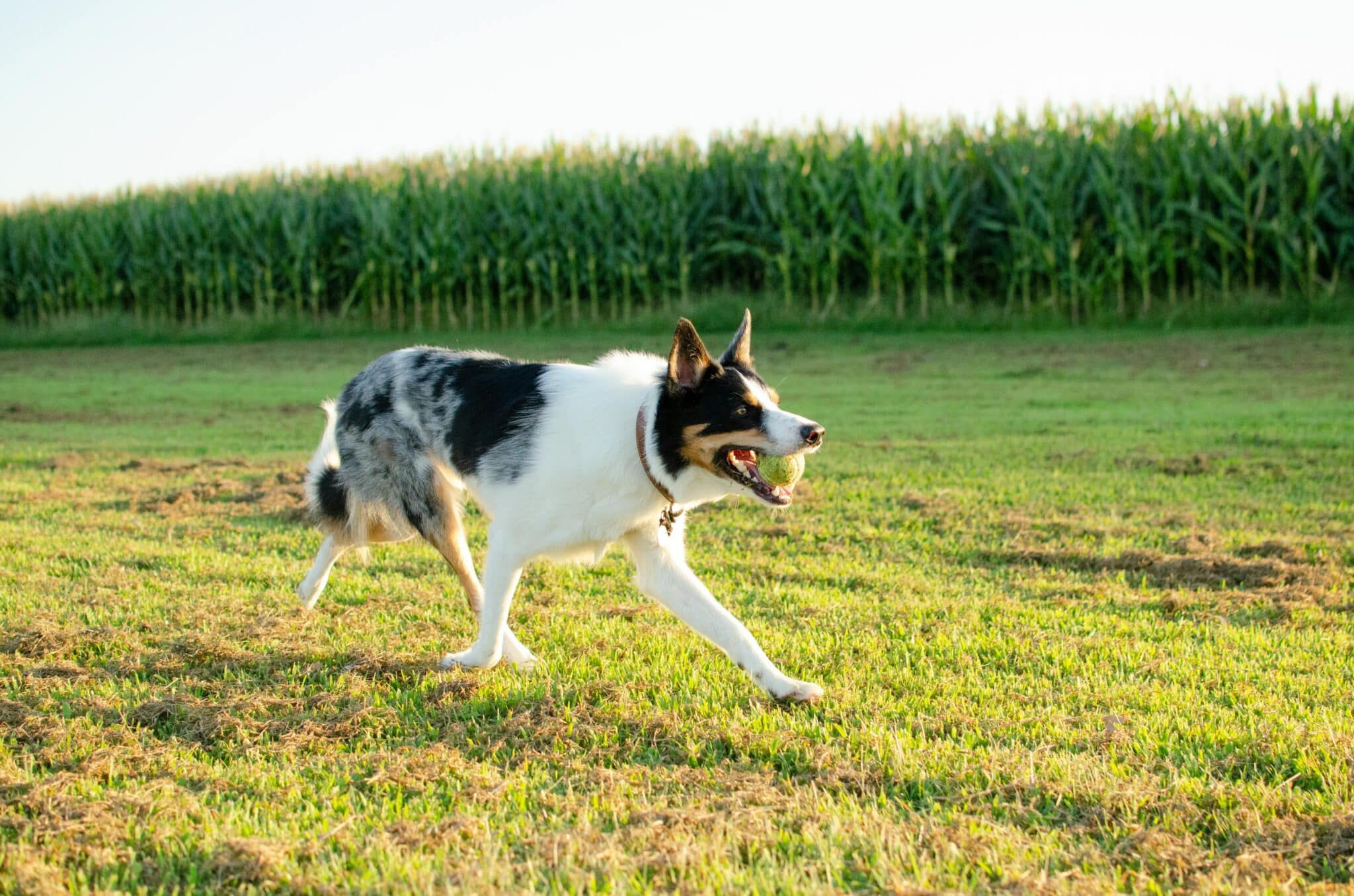 Why Some Dogs Are Obsessed with Balls - iHeartDogs.com