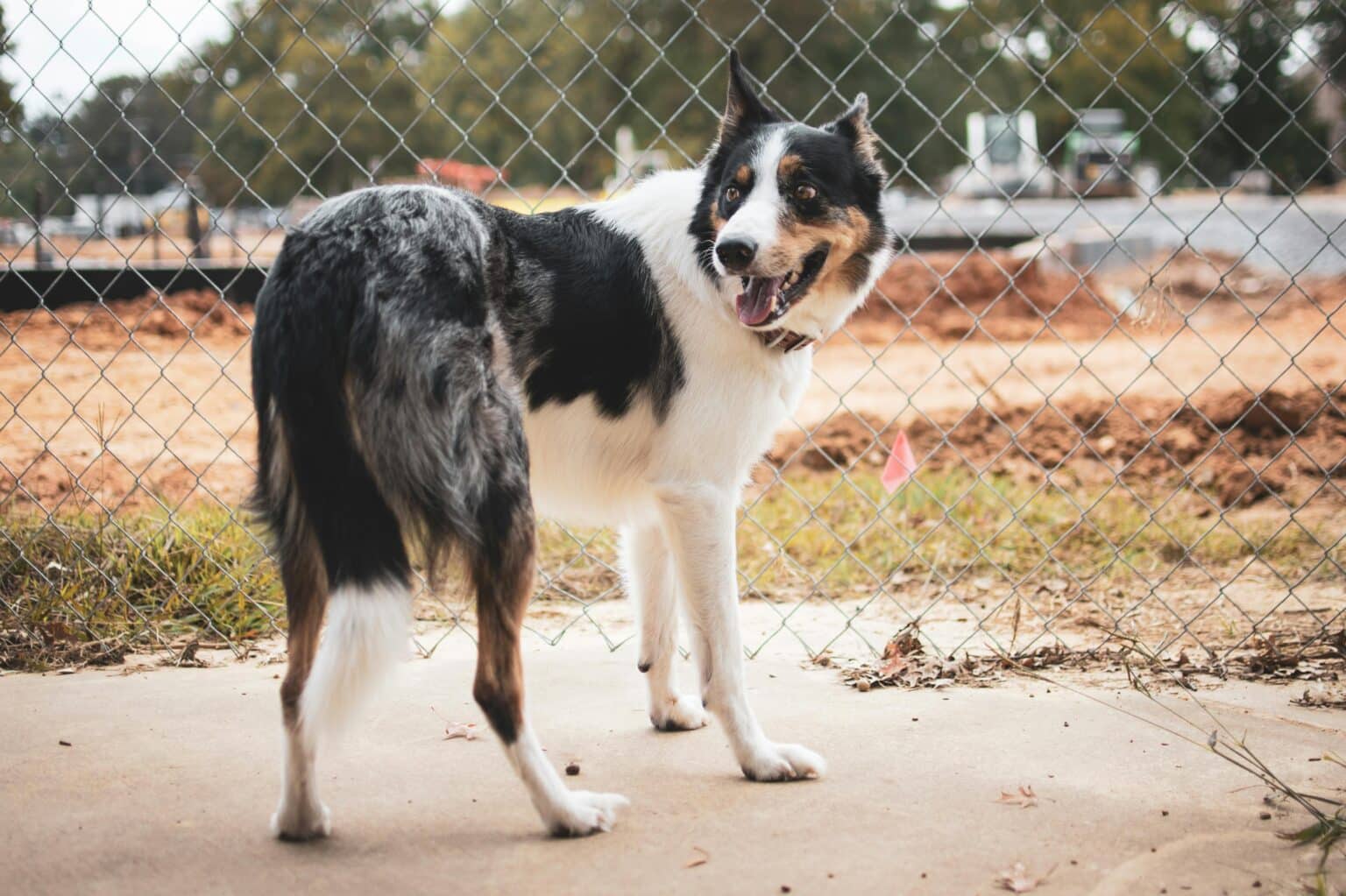 Doggy Language 101: What That Wiggle Really Means - iHeartDogs.com