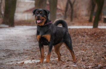 The Top 15 Most Muscular Dog Breeds You’ll Ever See - iHeartDogs.com