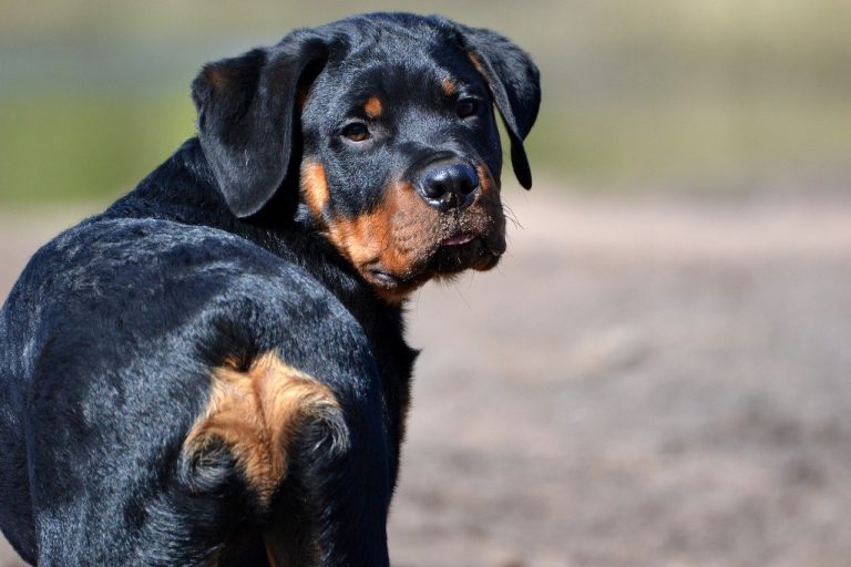 17 Most Searched For Dog Breeds On Google - iHeartDogs.com
