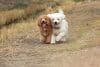 11 Most Social Dog Breeds That Make Friends Everywhere They Go ...