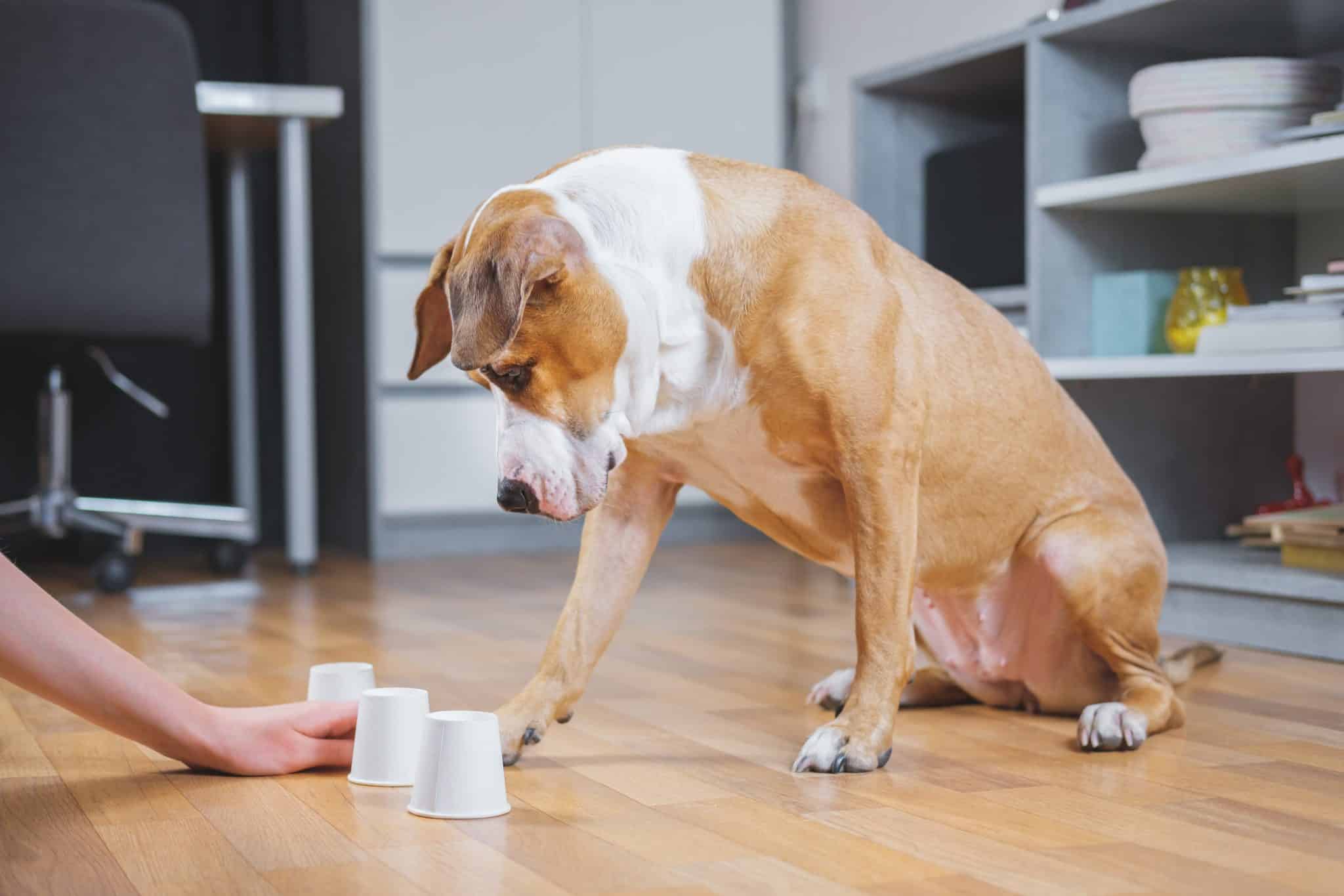 15 Must-Know Tips for First-Time Dog Owners - iHeartDogs.com