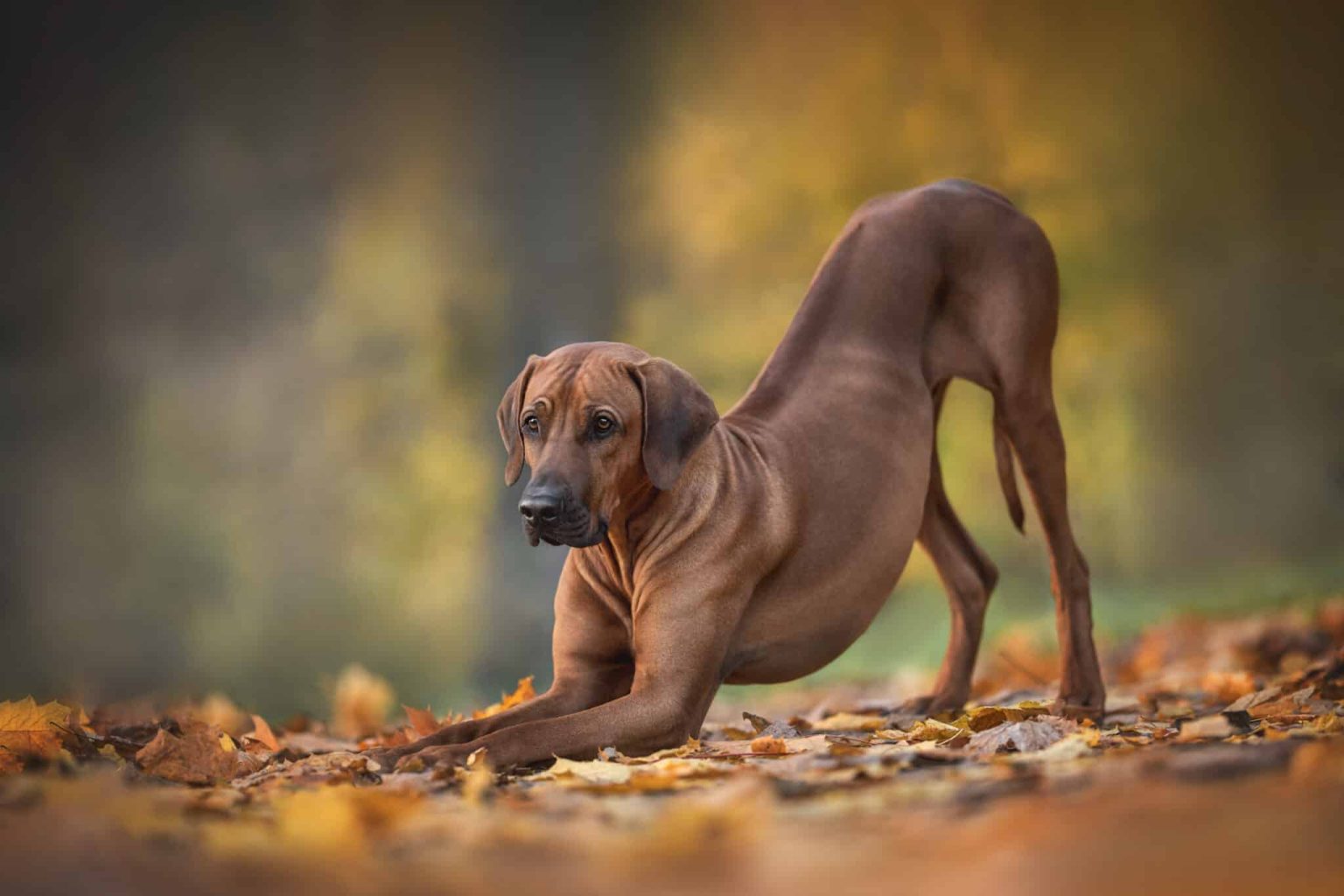 15 Dog Breeds That Enjoy Long Walks And Outdoor Time - iHeartDogs.com