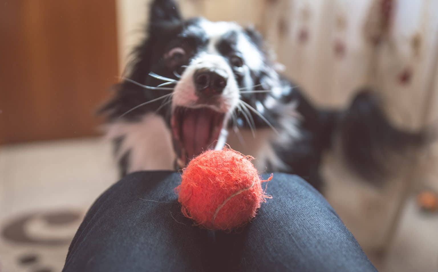 15 Exciting Dog Games You Can Play Indoors to Beat Boredom - iHeartDogs.com