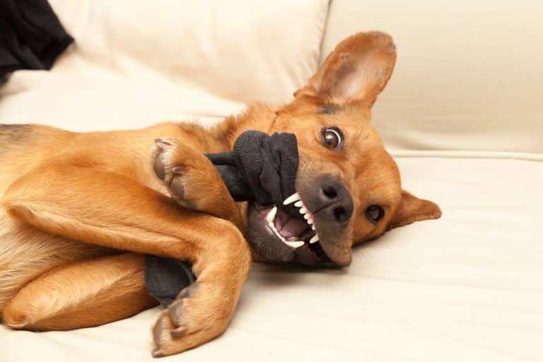 9 Reasons Your Dog Is Weirdly Obsessed with Your Socks - iHeartDogs.com