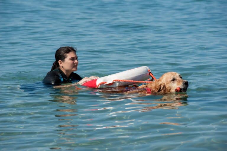 13 Heroic Ways Dogs Save Lives Every Single Day