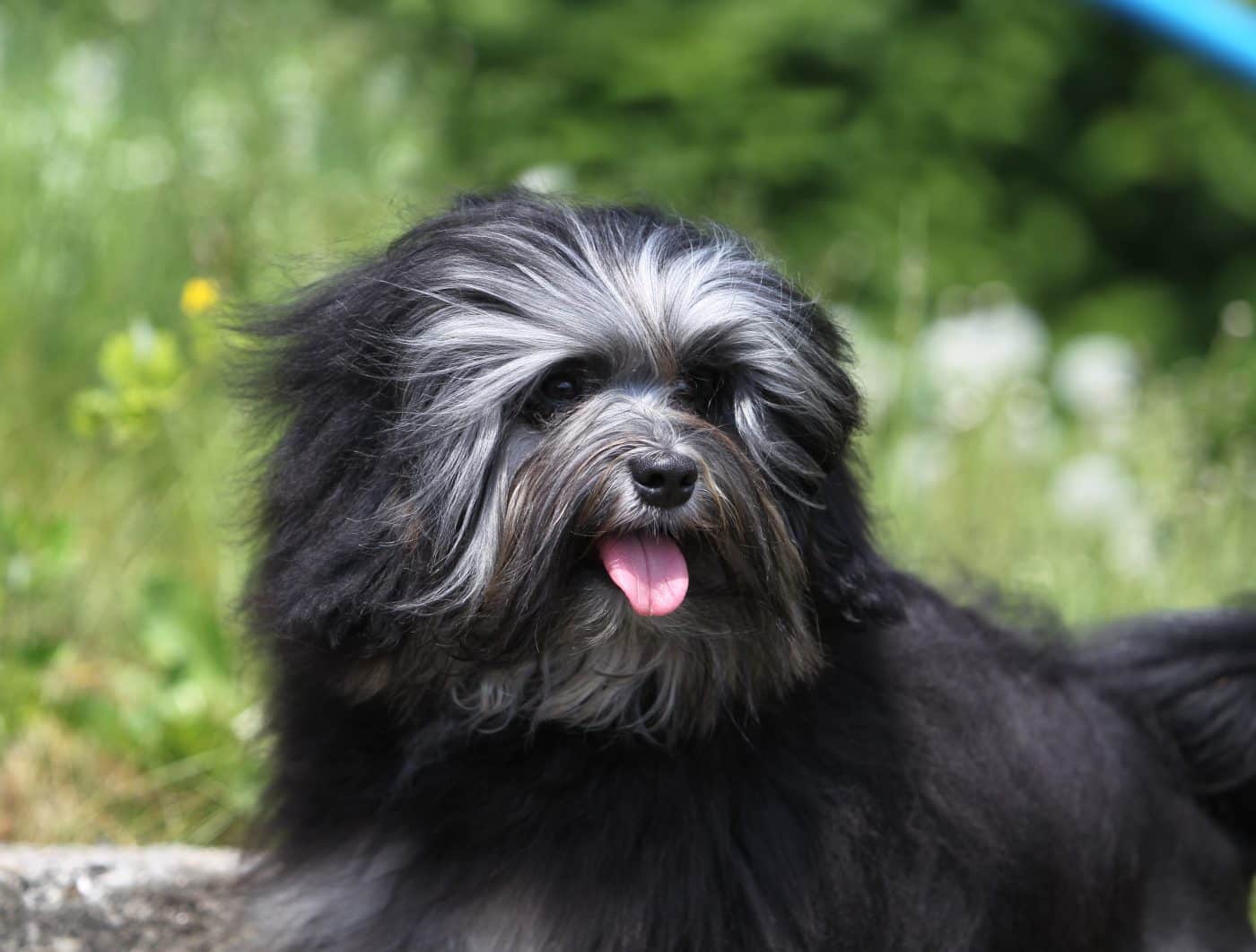 13 Canine Breeds with Unexpectedly Silky Coats - We Love Dogs