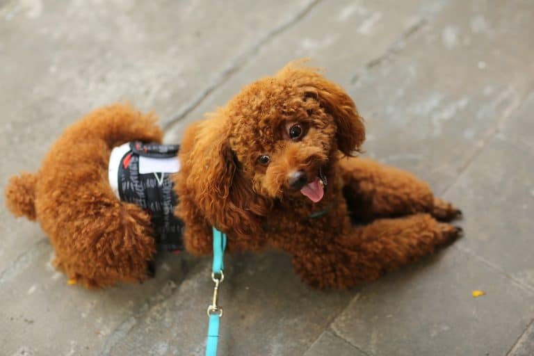 13 Canine Breeds That Dominated the Early 2000s