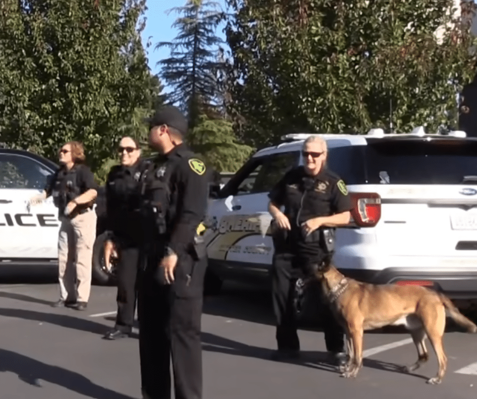 Police Pup Busts a Move in Viral Dance Challenge With His Handler ...