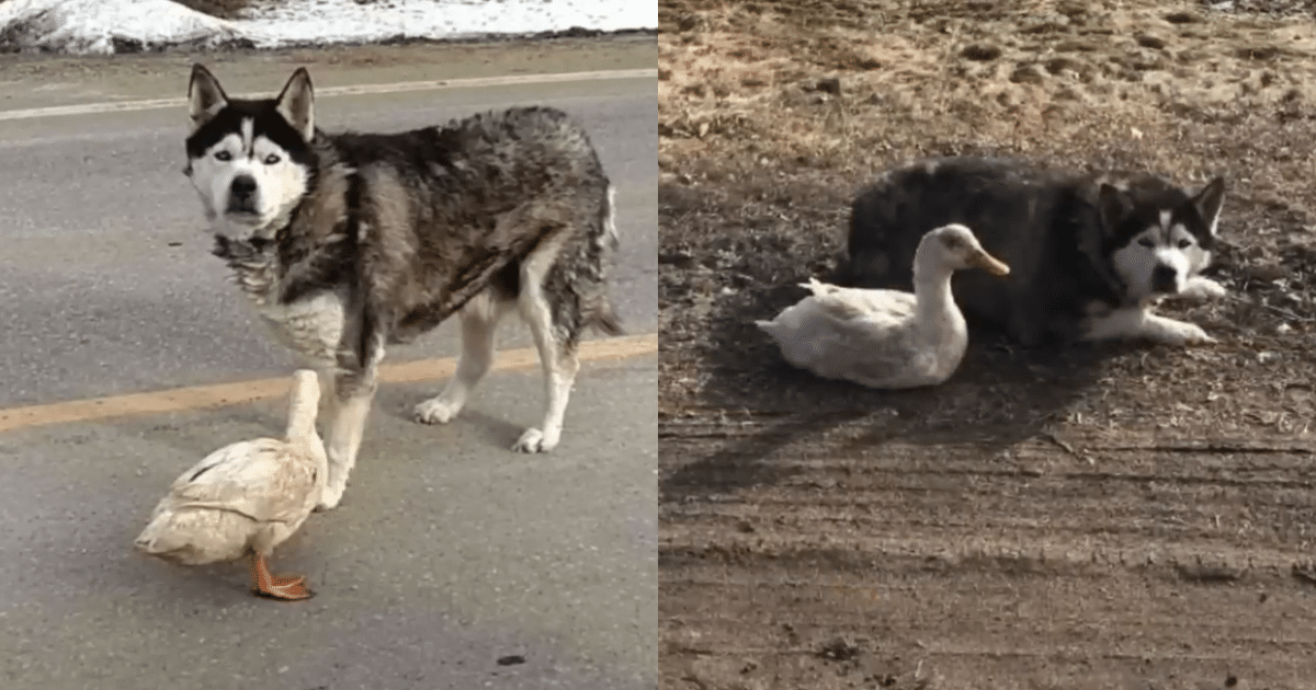 Rescue Dog and Duck Defy the Odds to Become Best Friends - iHeartDogs.com