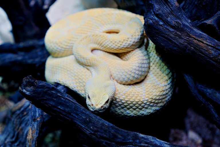 13 Shocking Animal Mutations You Won’t Believe Are Real - iHeartDogs.com