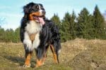 15 Family-Friendly Dog Breeds That Bond With Everyone They Meet ...