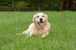 15 Family-Friendly Dog Breeds That Bond With Everyone They Meet ...