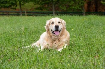 15 Family-Friendly Dog Breeds That Bond With Everyone They Meet ...