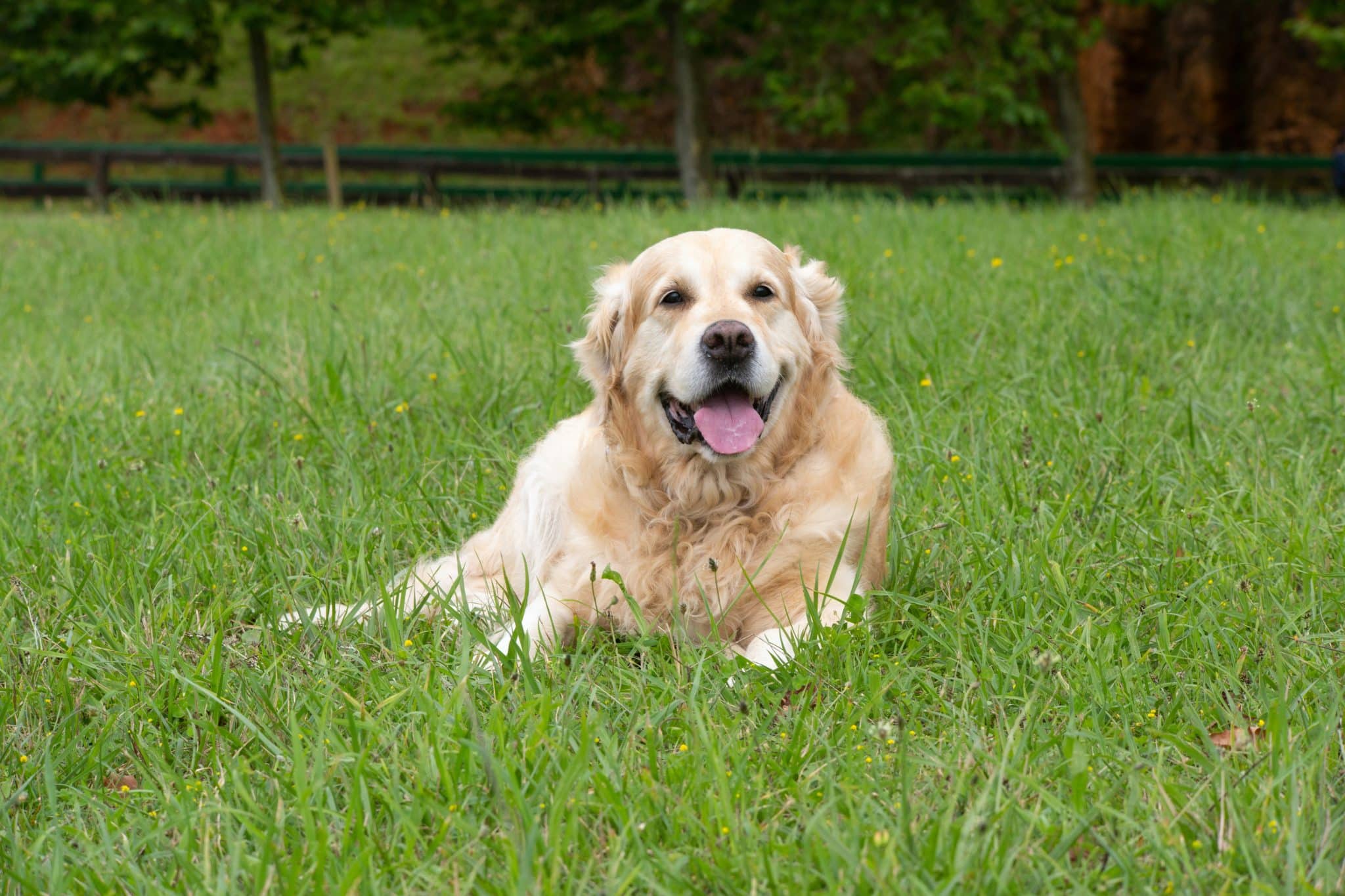 15 Family-Friendly Dog Breeds That Bond With Everyone They Meet ...