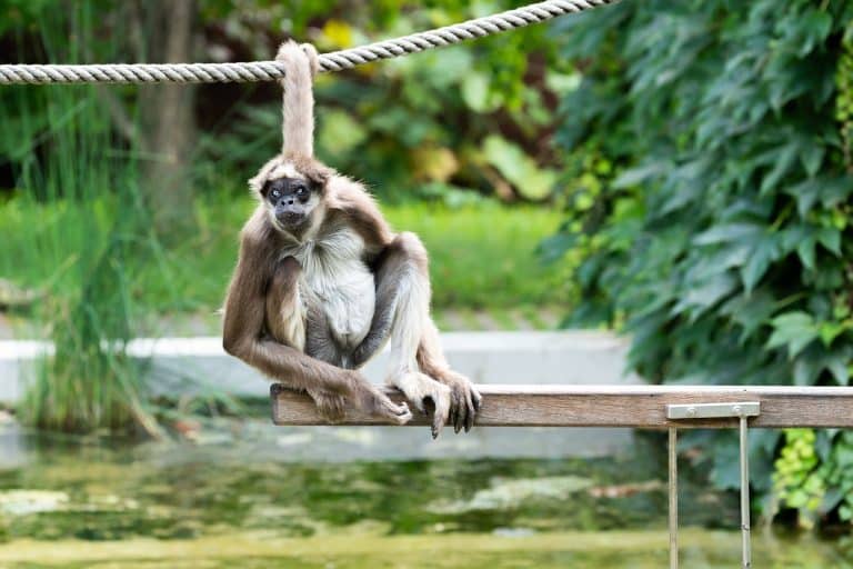 13 Animals That Use Tools In Ways You’ll Find Astonishing - iHeartDogs.com