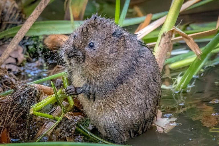 13 Unbelievable Animals That Actually Walk On Water - iHeartDogs.com
