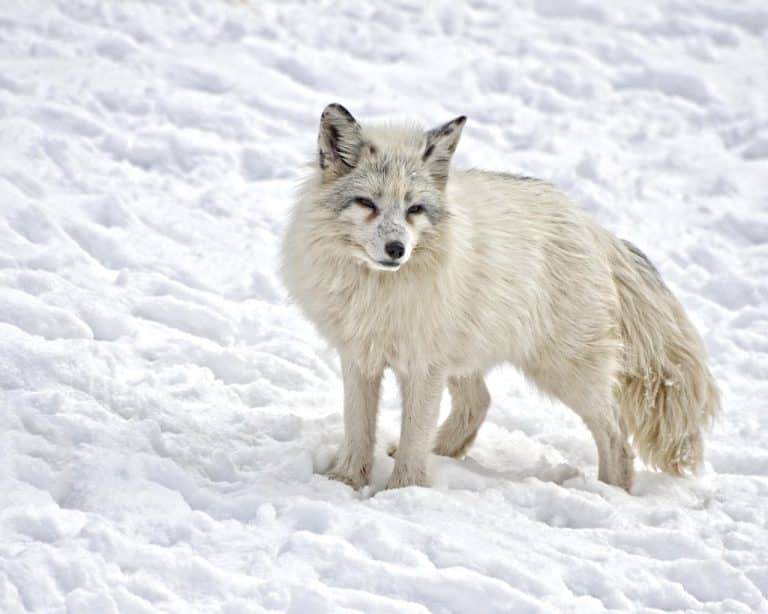 13 Animals That Are Real-Life Shape-Shifters - iHeartDogs.com
