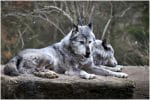 13 Real Animals That Inspired Legendary Myths - iHeartDogs.com