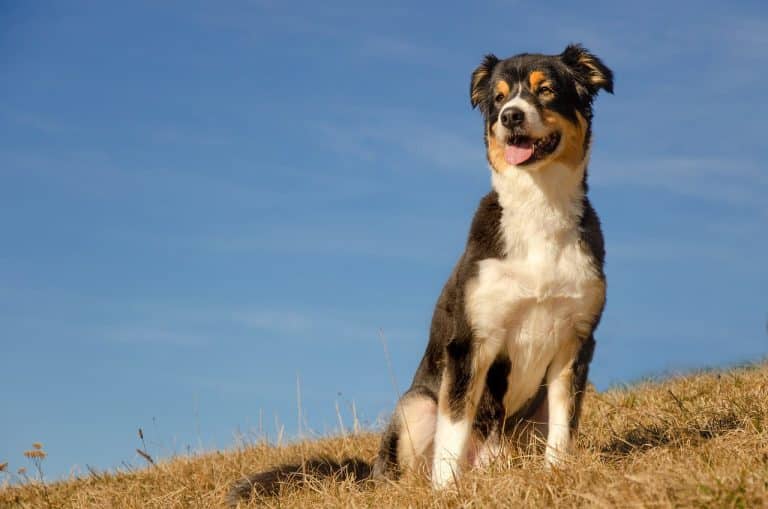 11 Dog Breeds That Are Surprisingly Agile Climbers - iHeartDogs.com