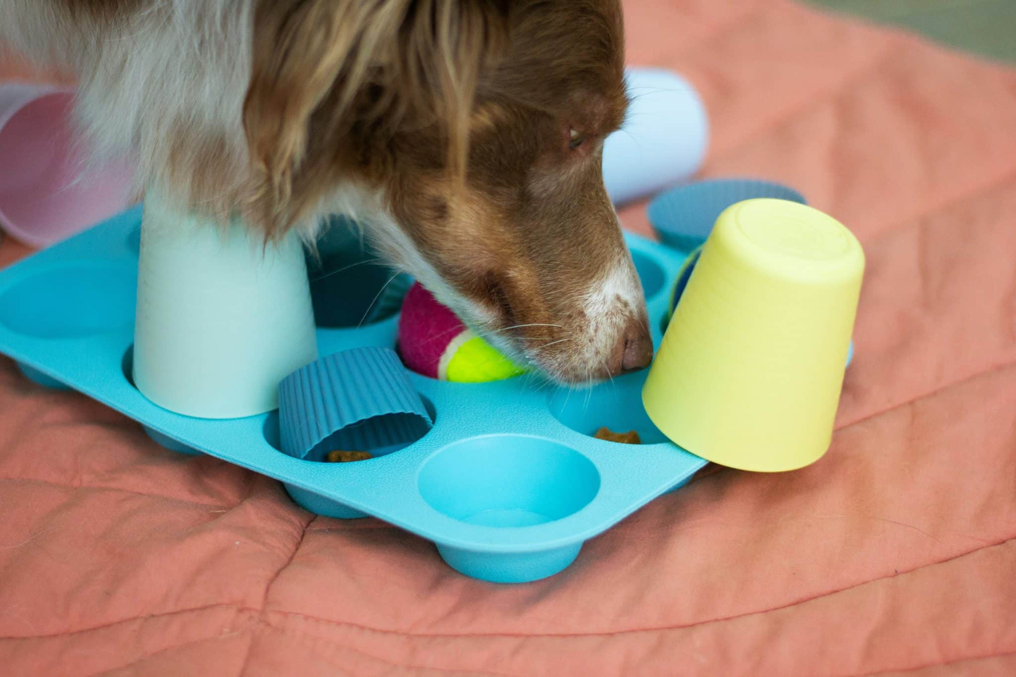 11 Creative And Fun Ways to Keep Your Dog Entertained Indoors ...