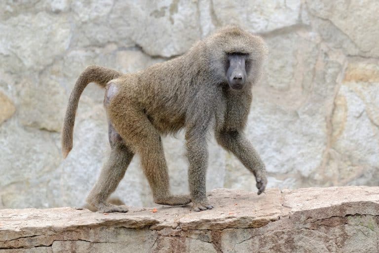 13 Animals That Act So Human It’s Uncanny - iHeartDogs.com