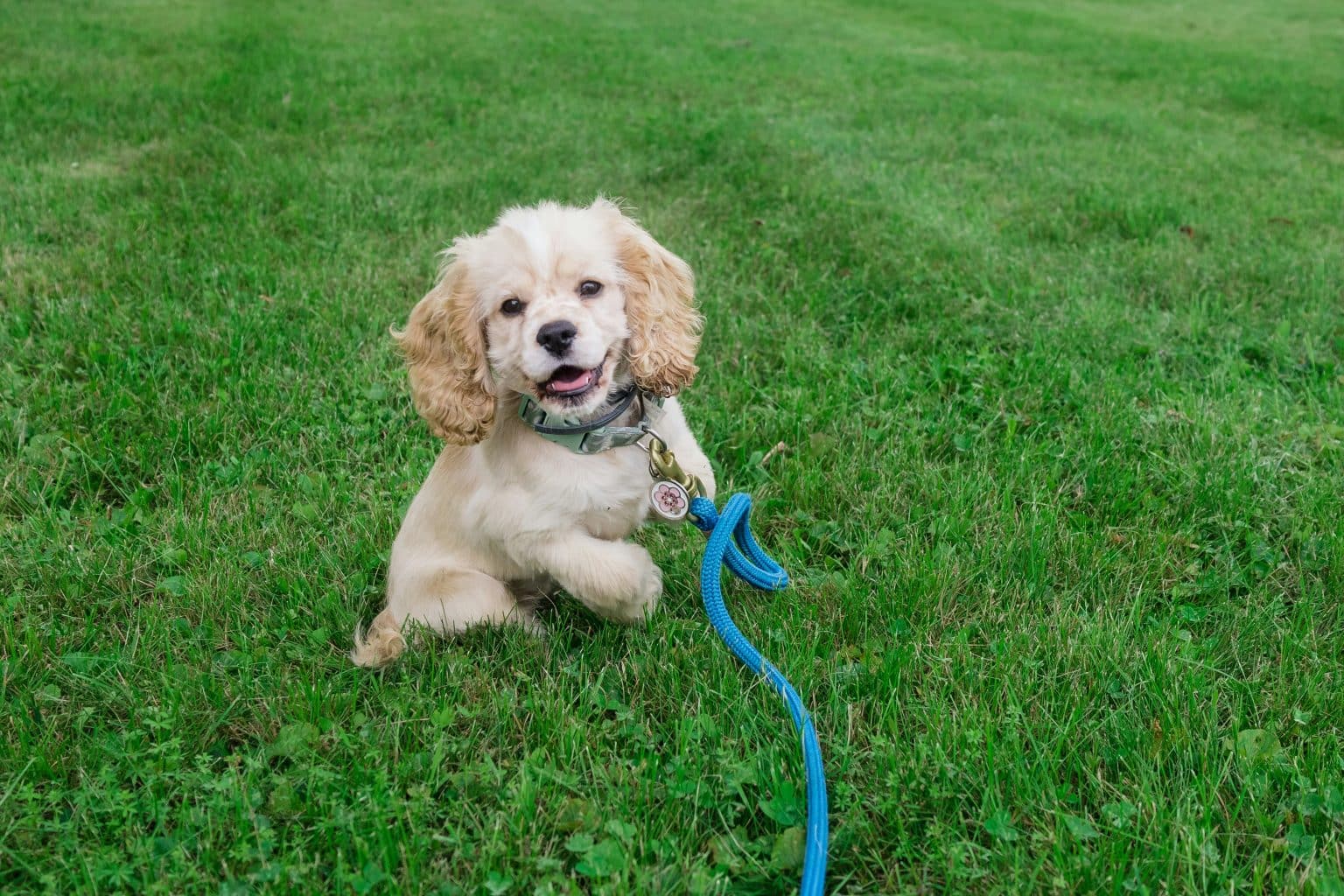 The 12 Sweetest Dog Breeds That Will Steal Your Heart - iHeartDogs.com