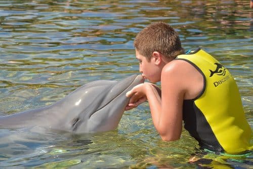 13 Heroic Animals That Saved Human Lives In Unbelievable Ways ...