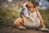 2025’s Most Popular Dog Breeds in the US, Ranked by the American Kennel ...