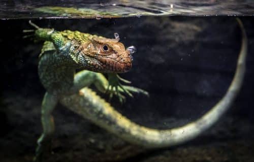 13 Real Animals That Inspired Legendary Myths - iHeartDogs.com