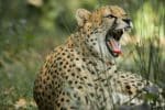 11 Of The World’s Loudest Animals That Demand To Be Heard - iHeartDogs.com