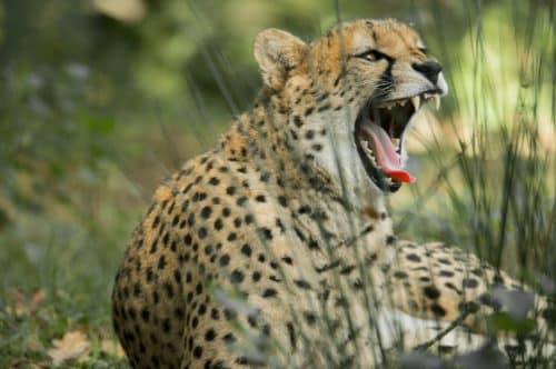 11 Of The World’s Loudest Animals That Demand To Be Heard - iHeartDogs.com
