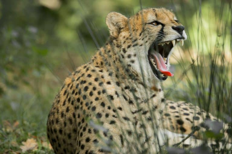 11 Of The World’s Loudest Animals That Demand To Be Heard - iHeartDogs.com