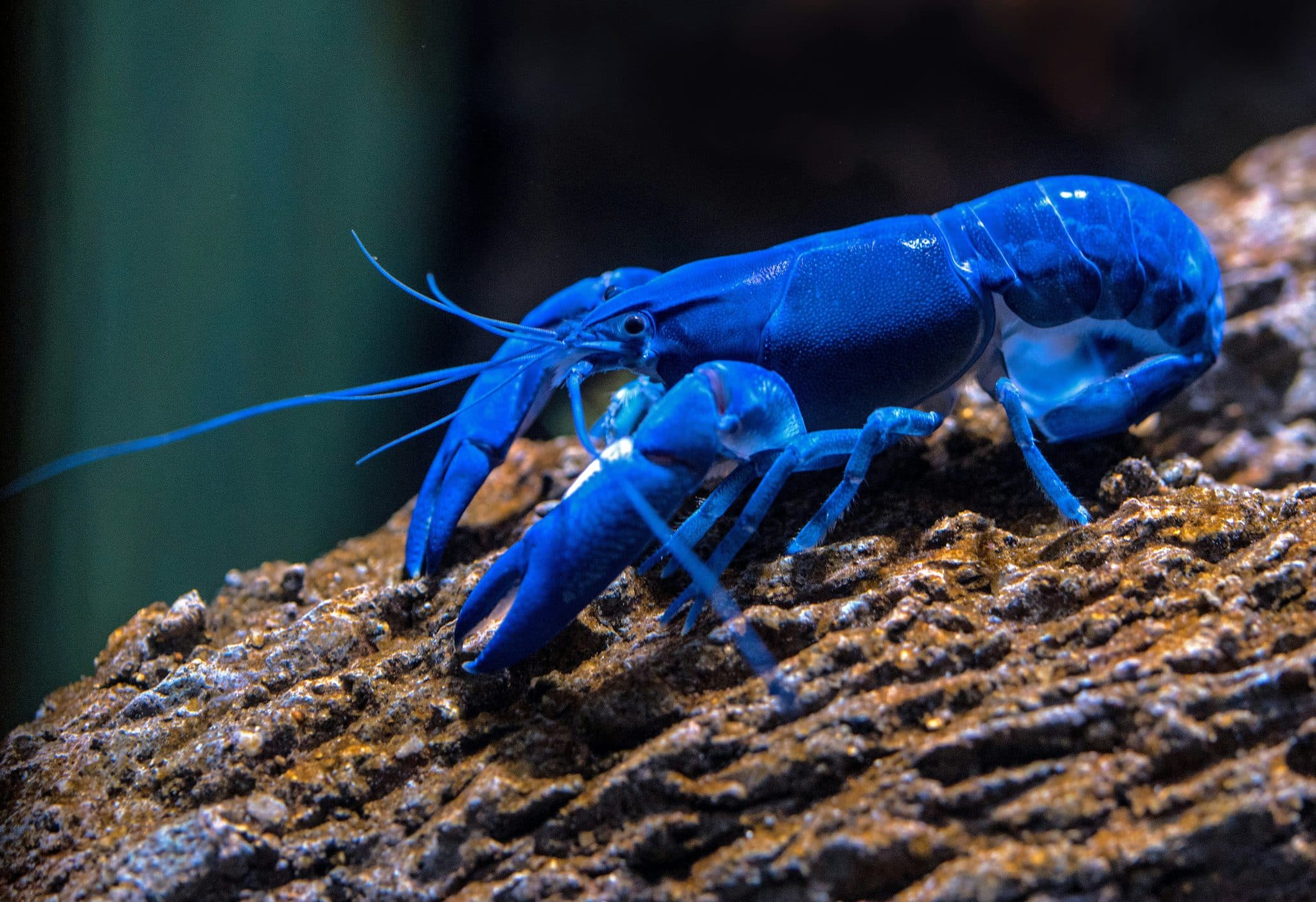 13 Shocking Animal Mutations You Won’t Believe Are Real - iHeartDogs.com