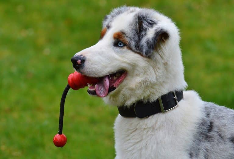 13 Heartwarming Ways Dogs Show Their Unconditional Love - iHeartDogs.com