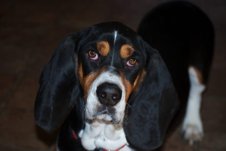 18 Super Chill Dog Breeds That Seniors Will Love - Jelettay.com