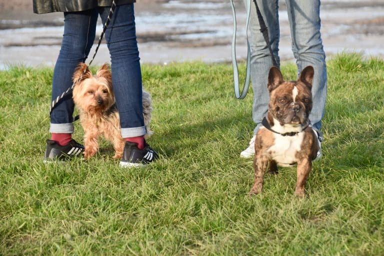 Top 11 Ways Dogs Remind Us Of Life’s Simple Joys - iHeartDogs.com