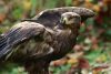 13 Real Animals That Inspired Legendary Myths - iHeartDogs.com