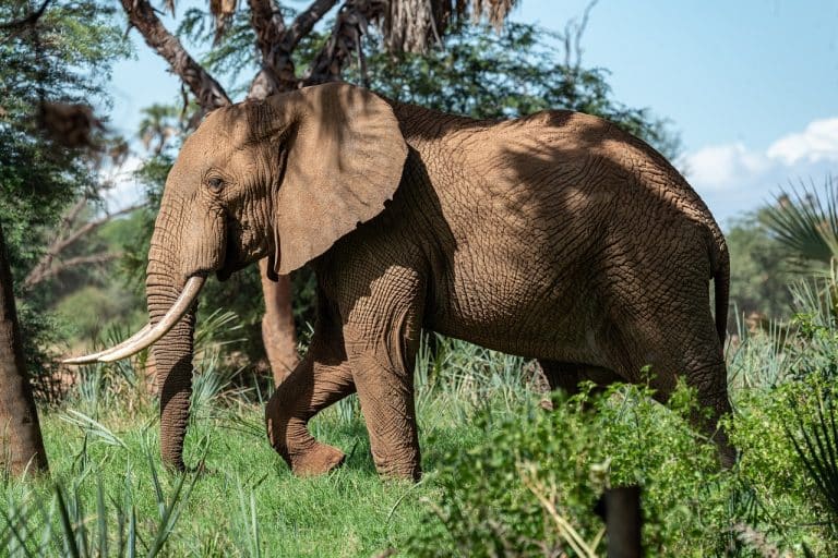 11 Of The World’s Loudest Animals That Demand To Be Heard - iHeartDogs.com