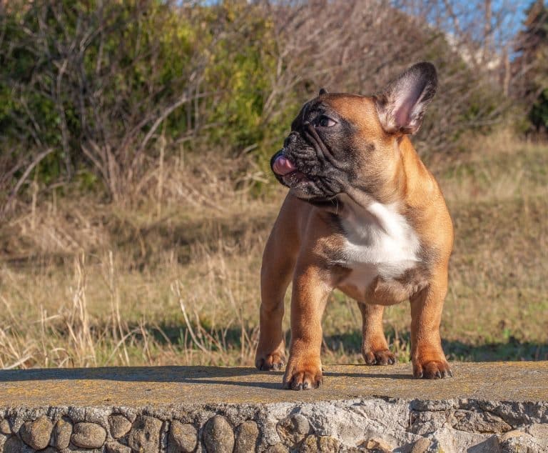 11 Small Dog Breeds That Are Surprisingly Tough & Resilient ...