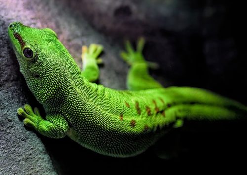 20 Most Colorful Reptiles in the World 2026 (With Care Difficulty ...