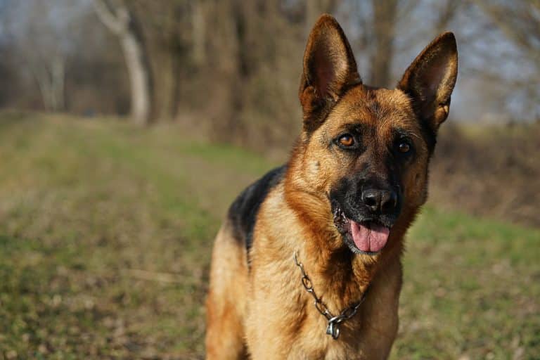 21 Loyal Dog Breeds That Stay By Your Side Through Anything ...